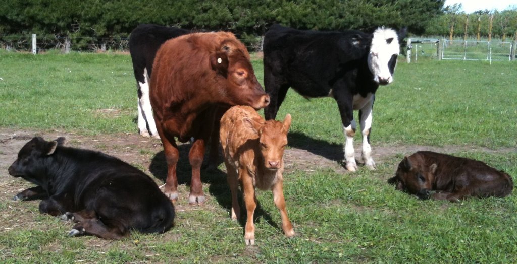 Dexter (Miniature) Cattle | Winnfarms