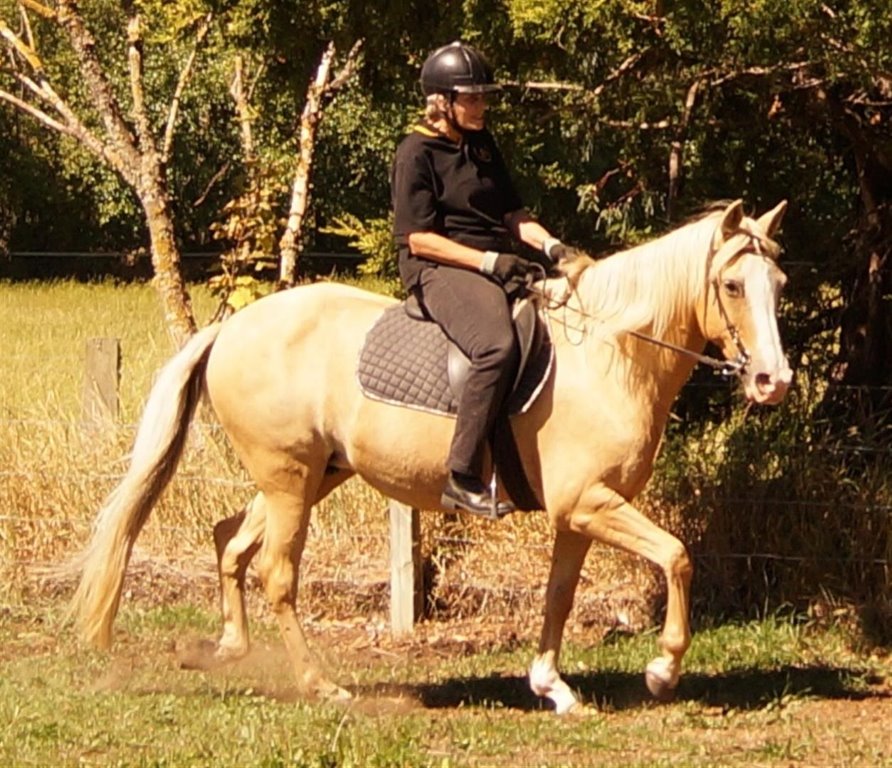 Paso Finos and Spanish Jennets | Winnfarms